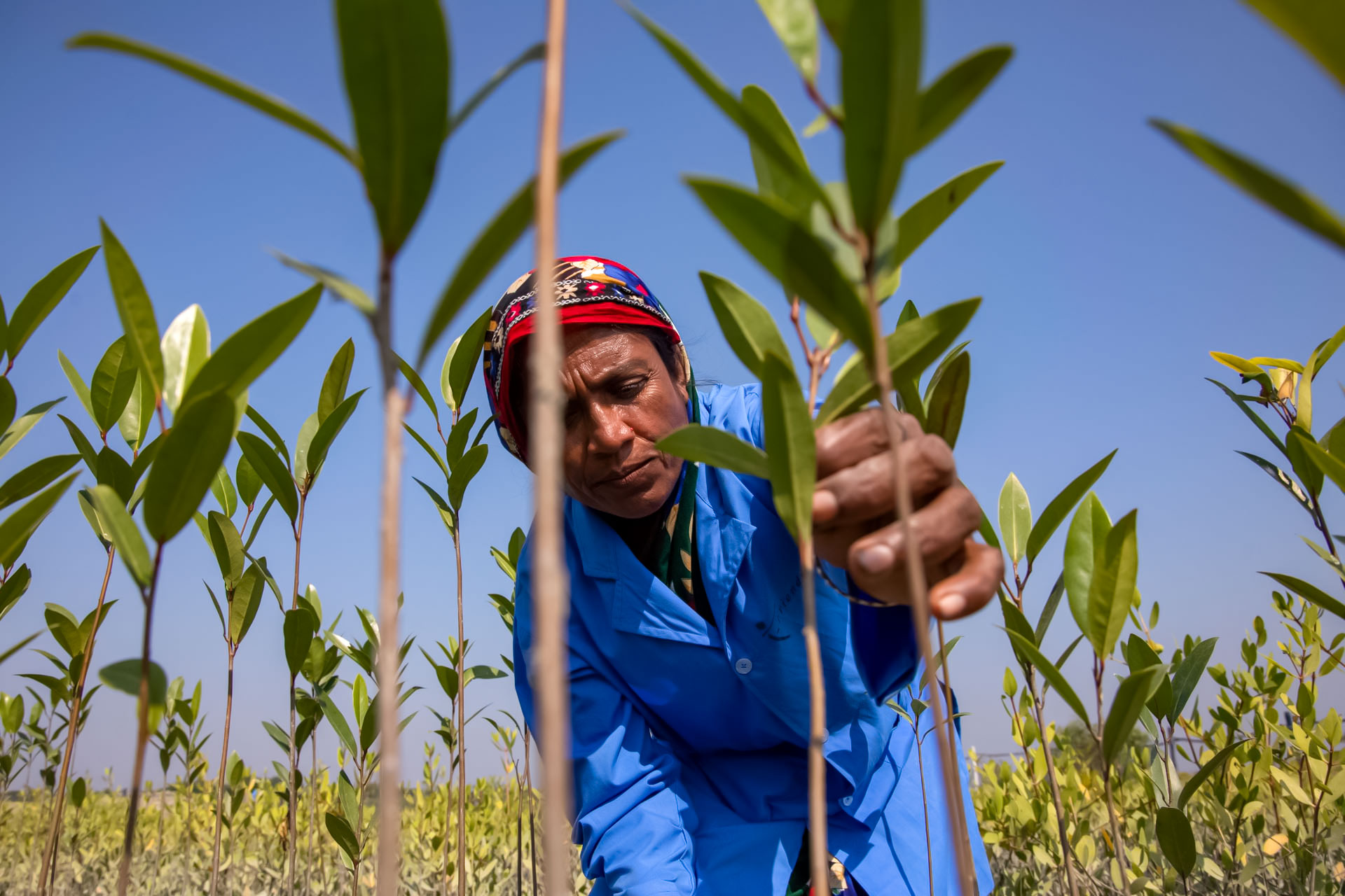 IUCN selects Mangrove Afforestation Project within top 20 in Asia ...
